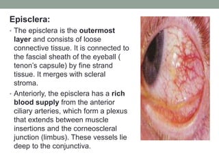 Anatomy of sclera | PPTX | Eye and Vision Conditions | Diseases and ...