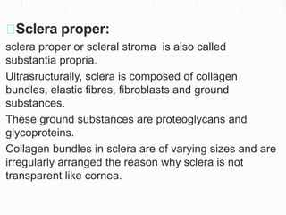 Anatomy of sclera | PPTX