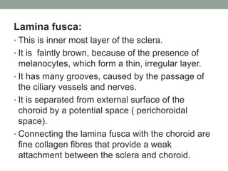 Anatomy of sclera | PPTX