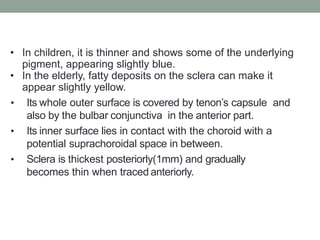 Anatomy of sclera | PPTX