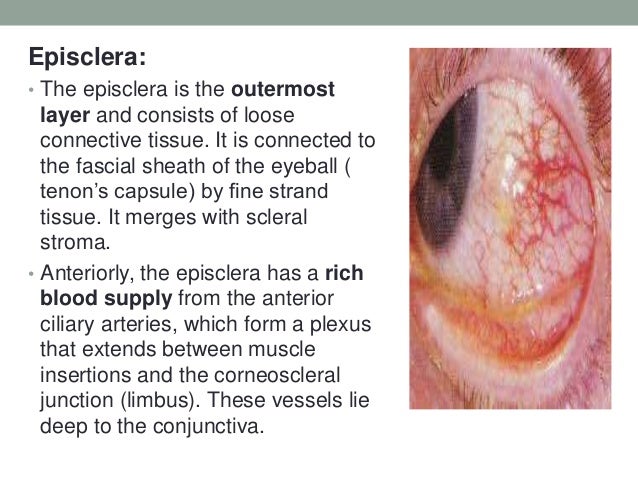 Anatomy of sclera