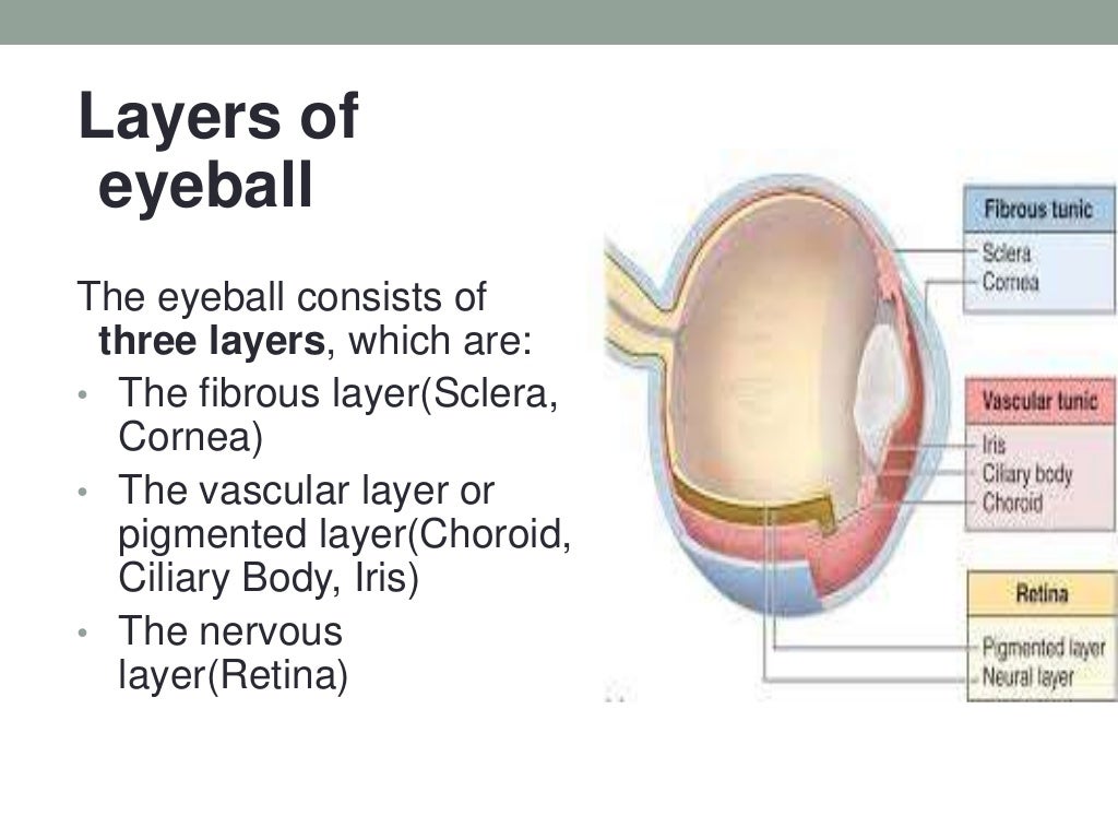 Anatomy of sclera