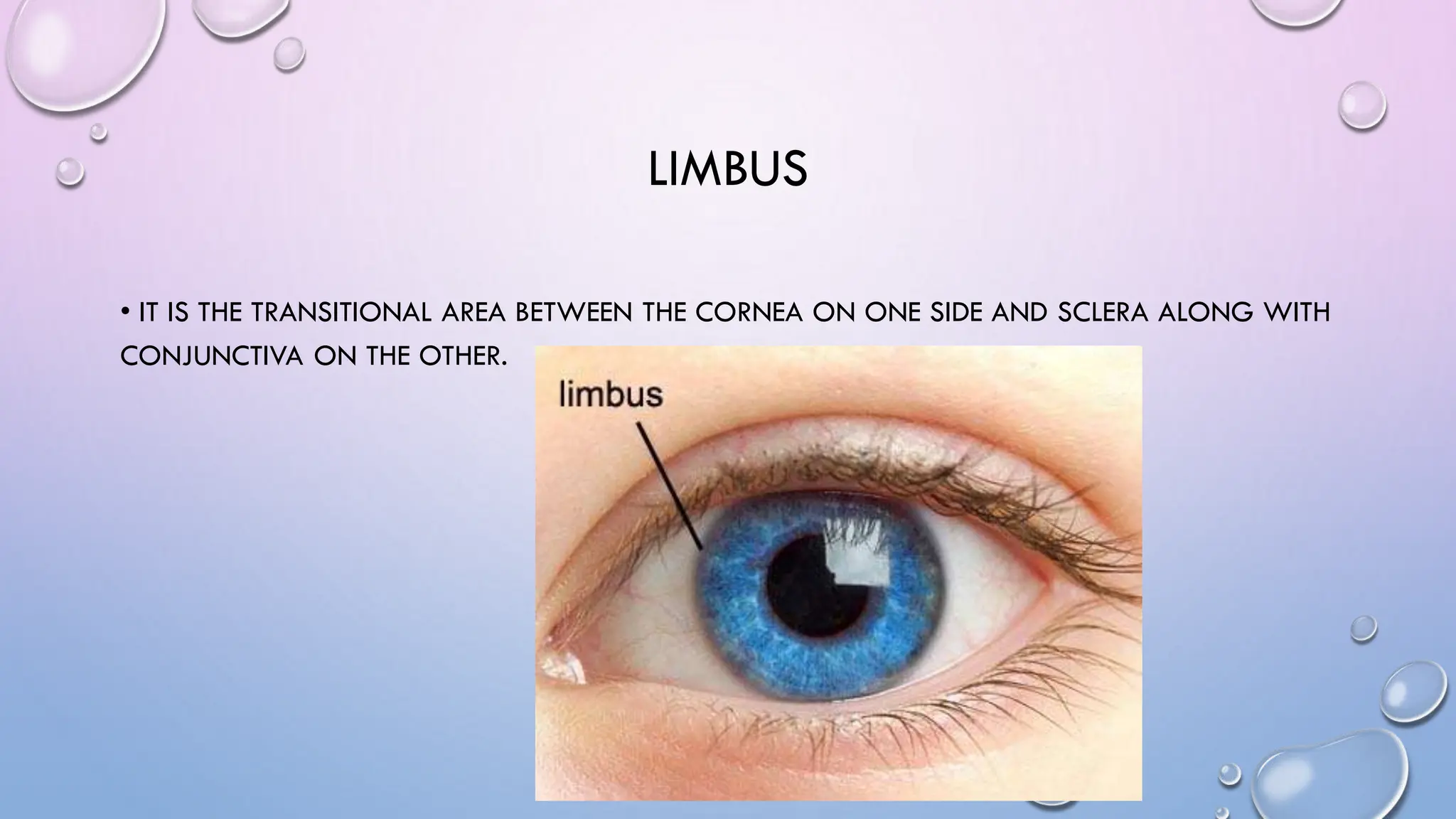 ANATOMY OF SCLERA.pdf