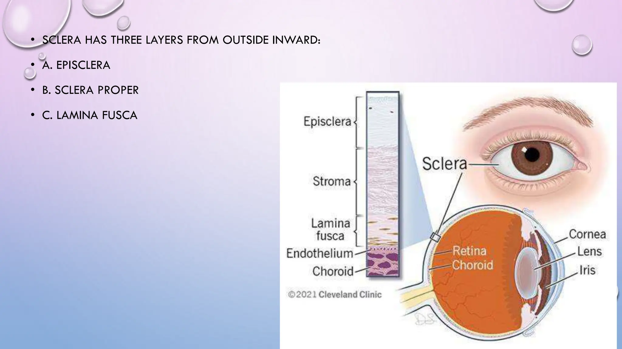 ANATOMY OF SCLERA.pdf