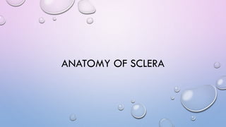 ANATOMY OF SCLERA.pdf