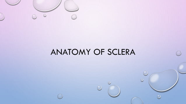 Anatomy Of Sclera Pdf