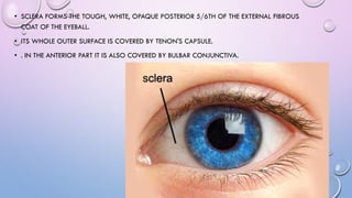ANATOMY OF SCLERA.pdf