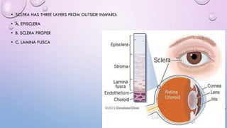 ANATOMY OF SCLERA.pdf