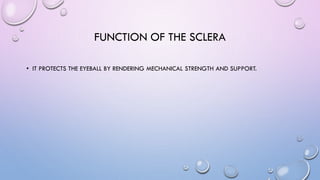ANATOMY OF SCLERA.pdf