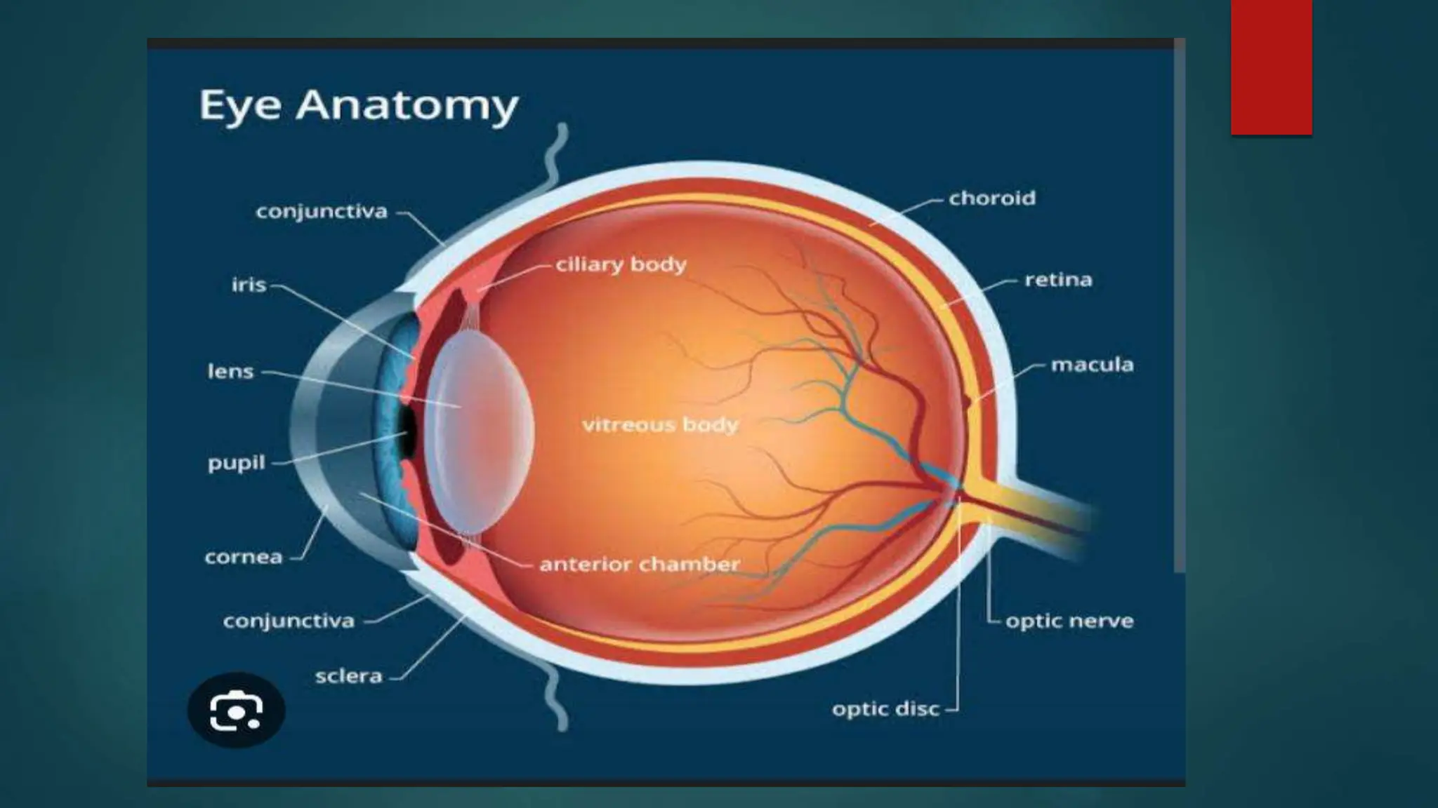 anatomy of sclera ophthalmology presentation | PPT