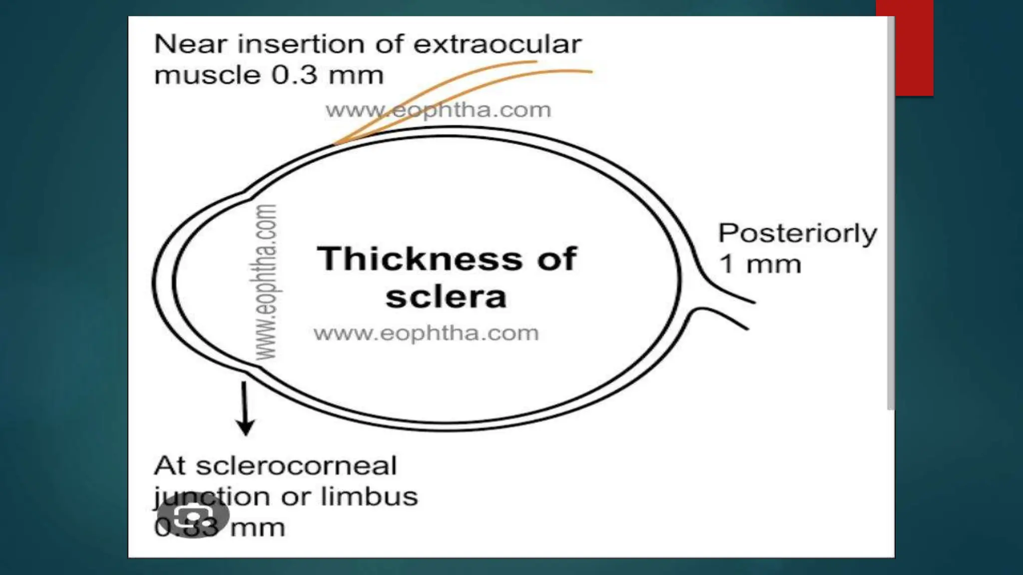 anatomy of sclera ophthalmology presentation | PPT