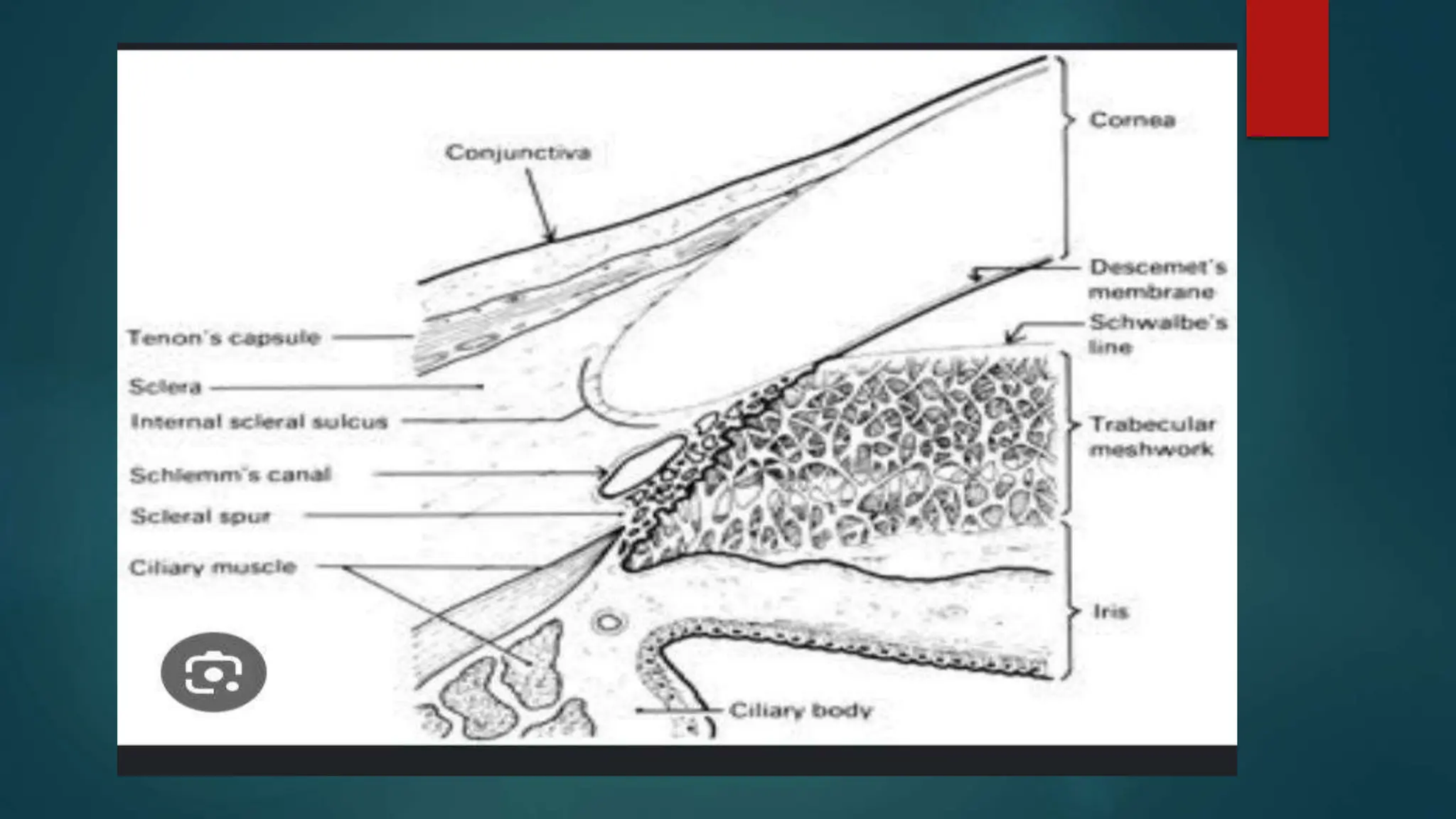 anatomy of sclera ophthalmology presentation | PPTX