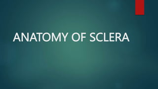 anatomy of sclera ophthalmology presentation | PPT