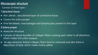 anatomy of sclera ophthalmology presentation | PPT