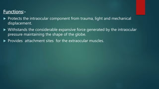 anatomy of sclera ophthalmology presentation | PPT