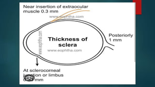 anatomy of sclera ophthalmology presentation | PPT
