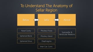 Anatomy of the Sellar Region (A.GH) | PPTX