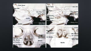 Anatomy of the Sellar Region (A.GH) | PPTX