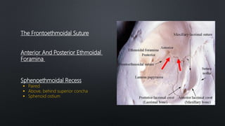 Anatomy of the Sellar Region (A.GH) | PPTX