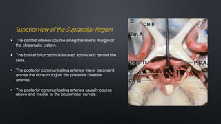 Anatomy of the Sellar Region (A.GH) | PPT