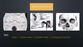 Anatomy of the Sellar Region (A.GH) | PPT