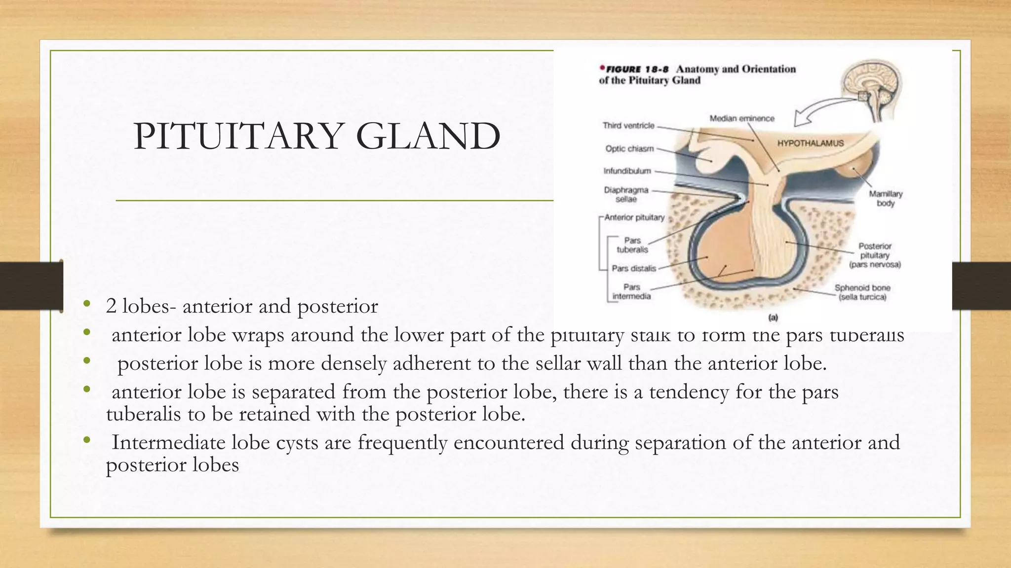 Anatomy of sellar suprasellar region | PPTX