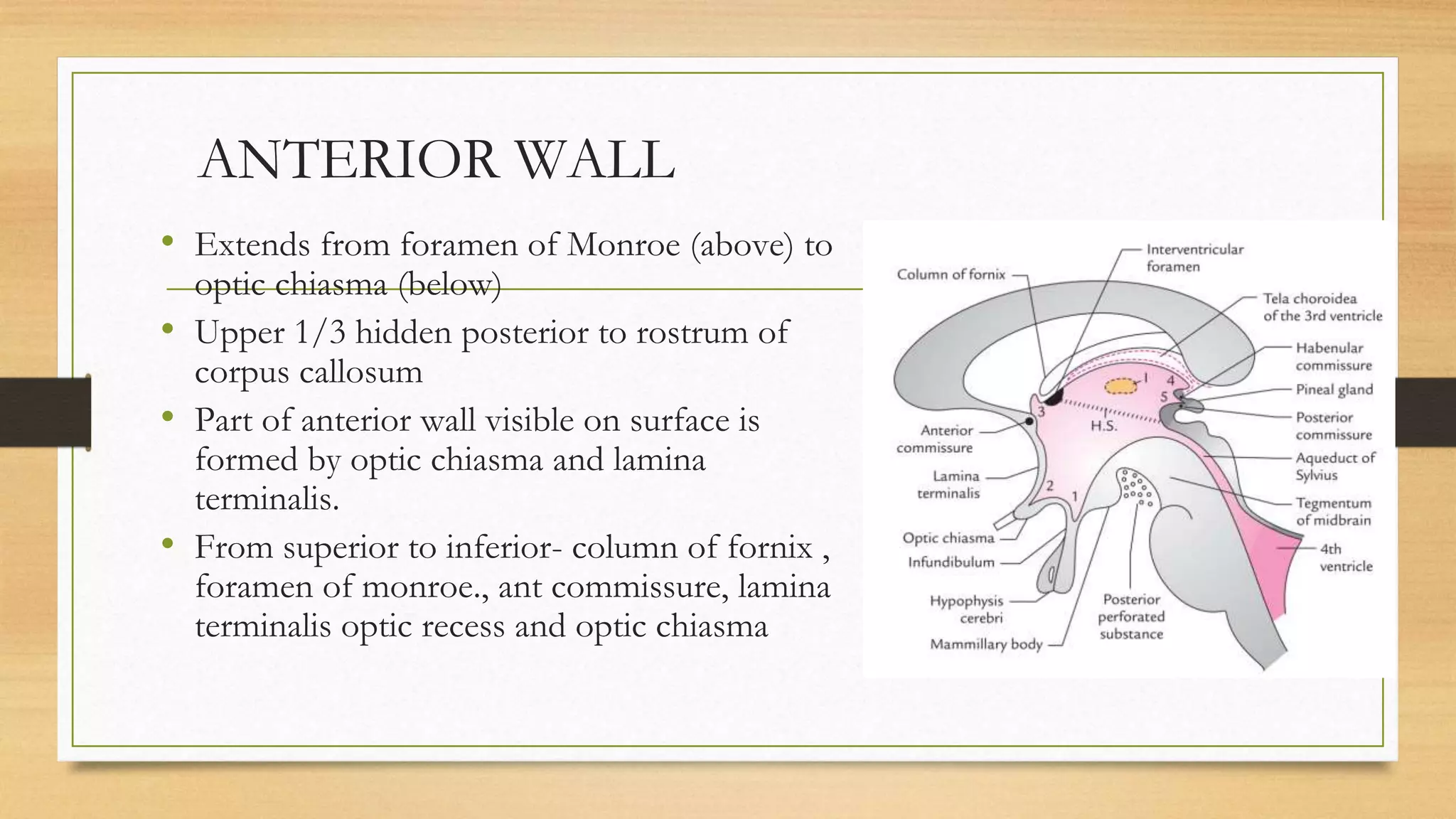 Anatomy of sellar suprasellar region | PPTX