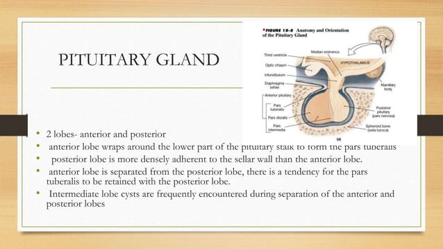 Anatomy of sellar suprasellar region | PPTX