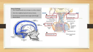 Anatomy of sellar suprasellar region | PPTX