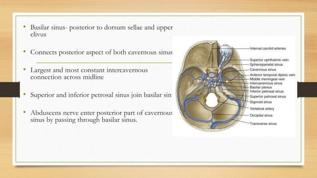 Anatomy of sellar suprasellar region | PPTX