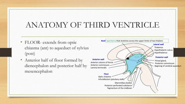 Anatomy of sellar suprasellar region | PPTX