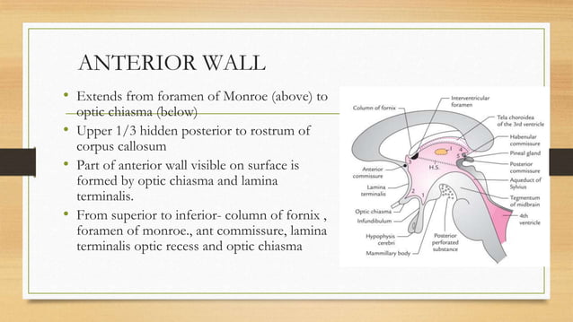 Anatomy of sellar suprasellar region | PPTX