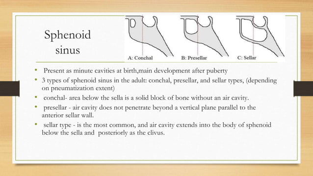 Anatomy of sellar suprasellar region | PPTX