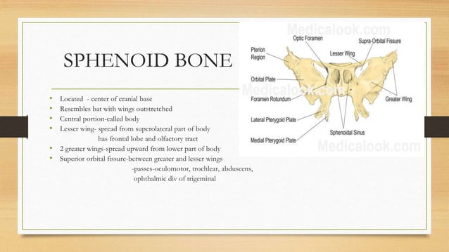 Anatomy of sellar suprasellar region