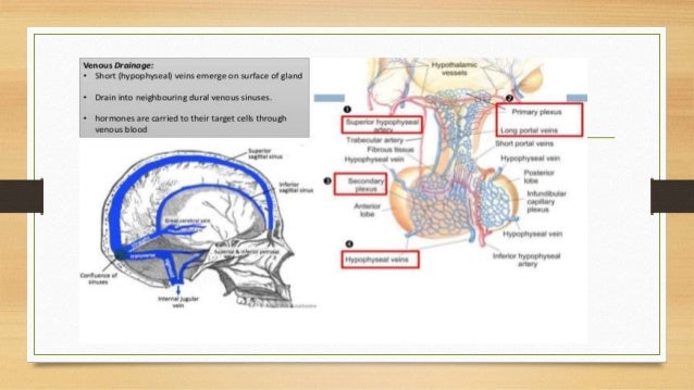 Anatomy of sellar suprasellar region