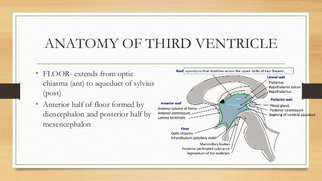 Anatomy of sellar suprasellar region