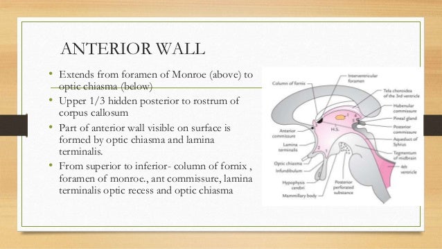Anatomy of sellar suprasellar region