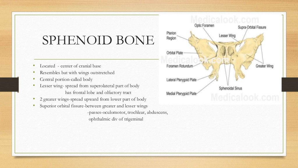 Anatomy of sellar suprasellar region