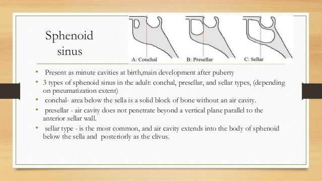 Anatomy of sellar suprasellar region