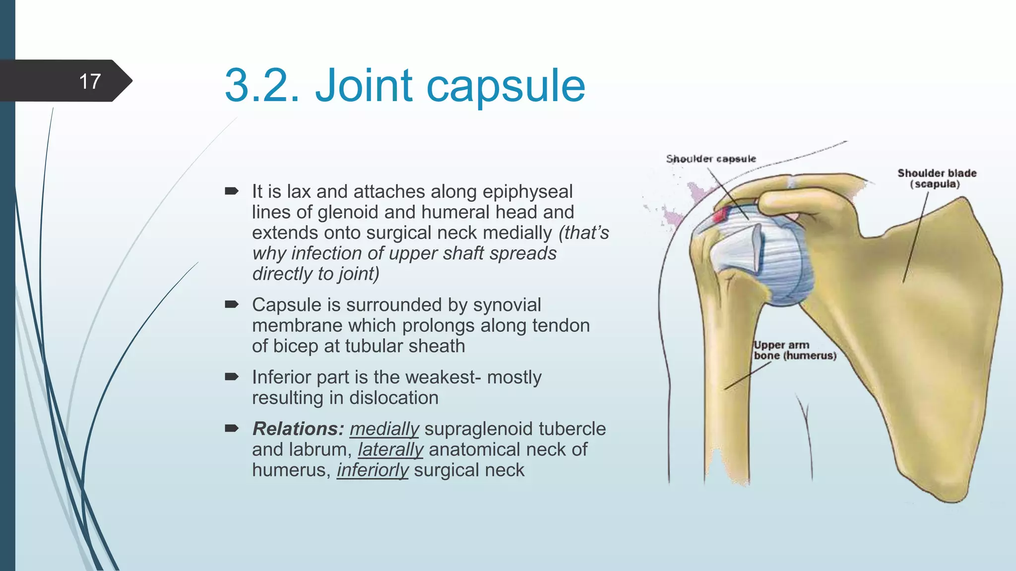 Anatomy of shoulder | PPTX