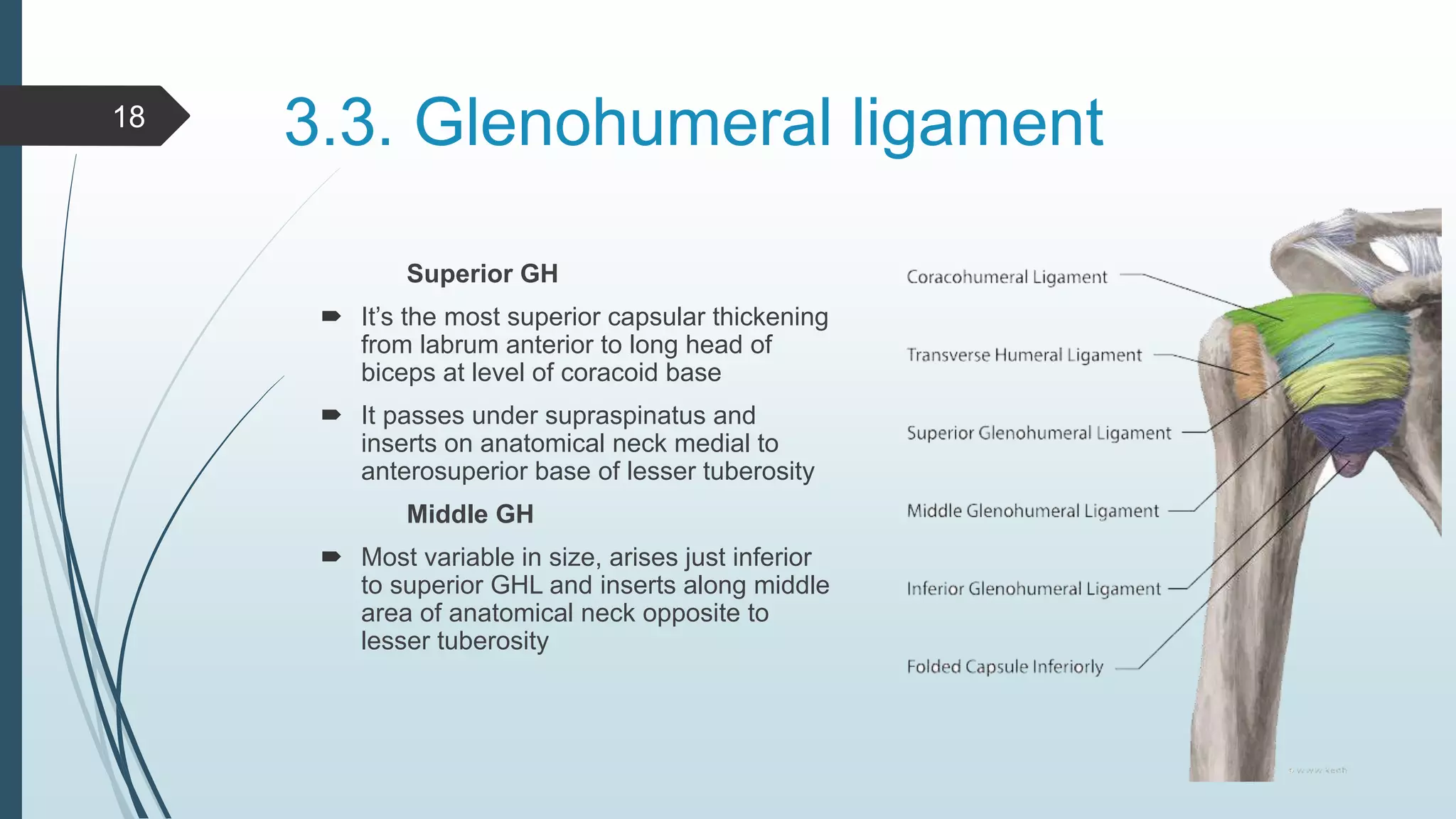Anatomy of shoulder | PPTX