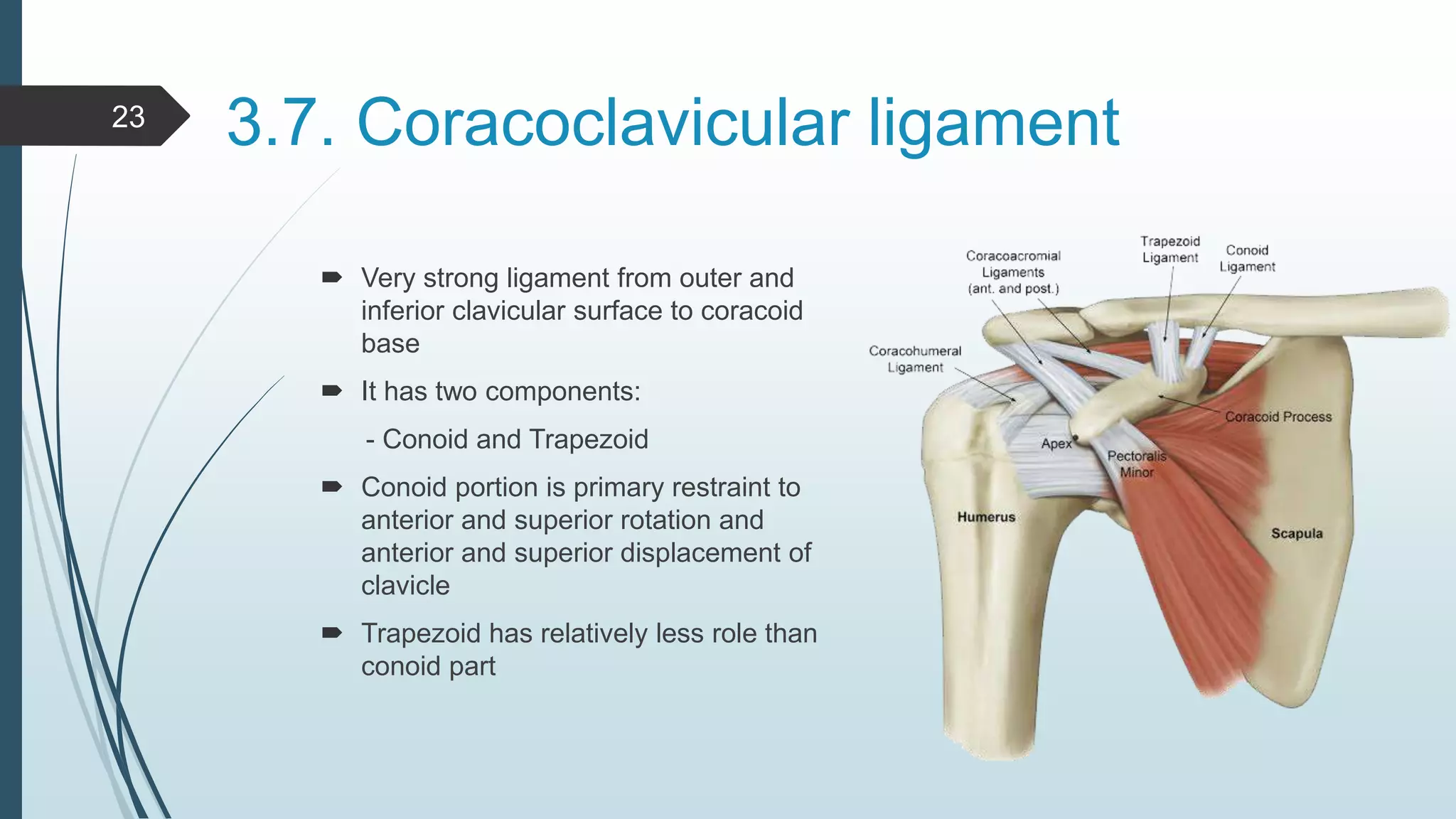 Anatomy of shoulder | PPTX