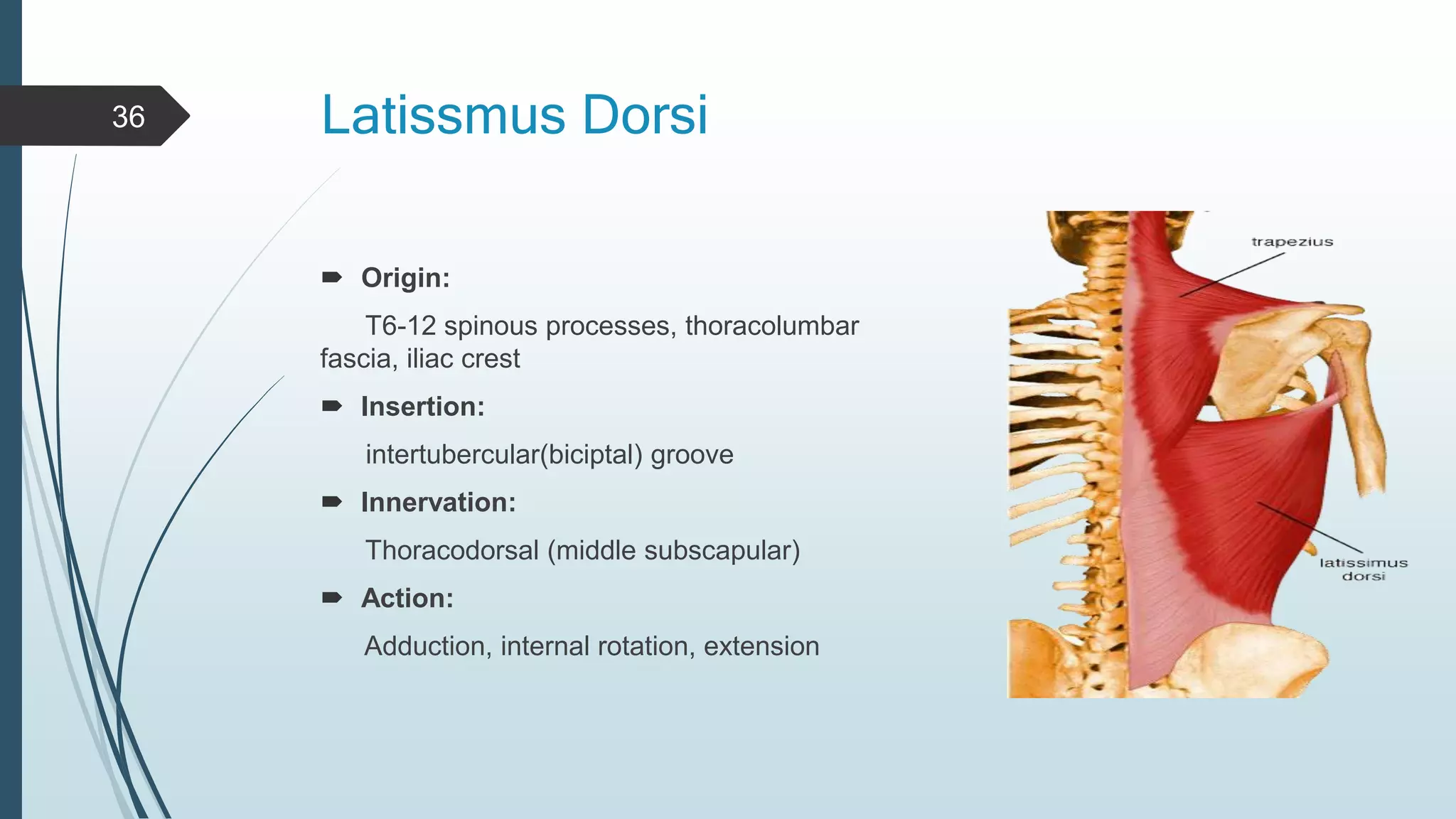 Anatomy of shoulder | PPTX