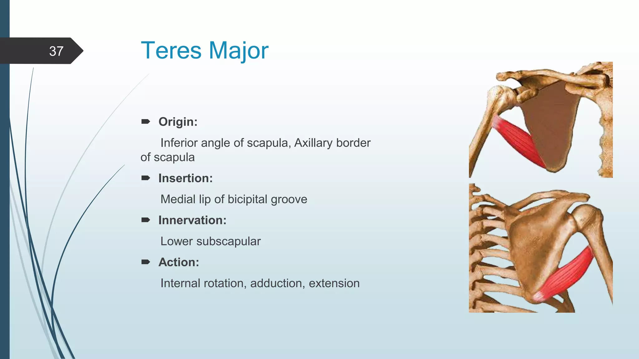 Anatomy of shoulder | PPTX