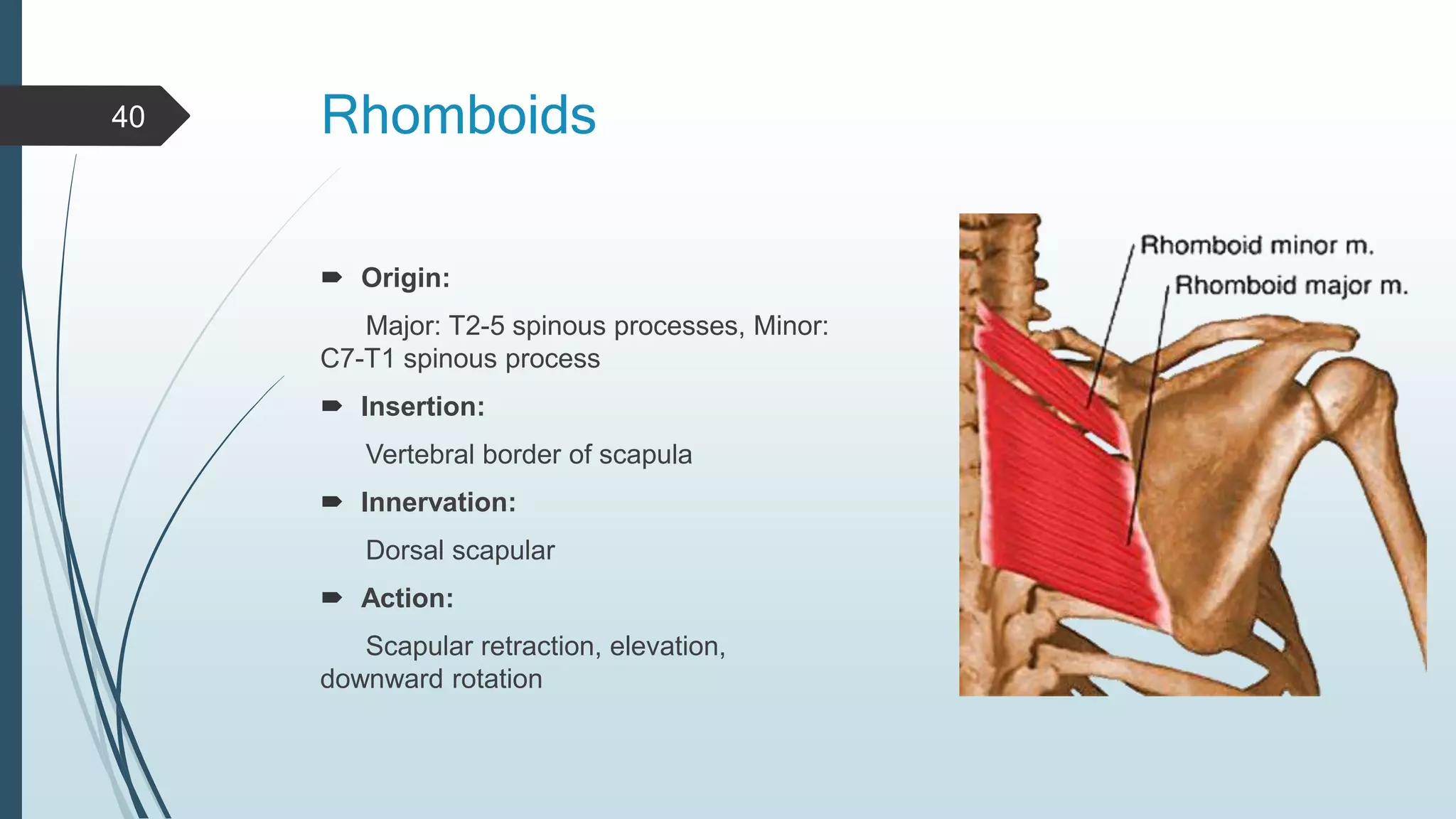 Anatomy of shoulder | PPTX