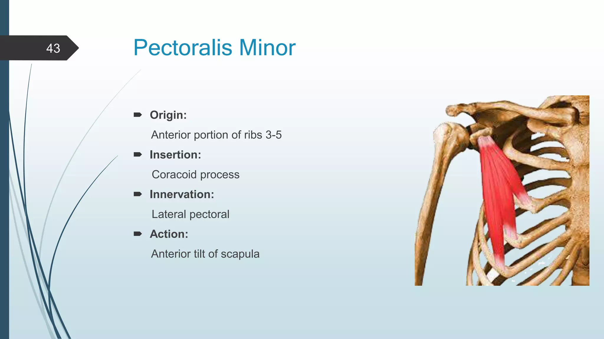 Anatomy of shoulder | PPTX
