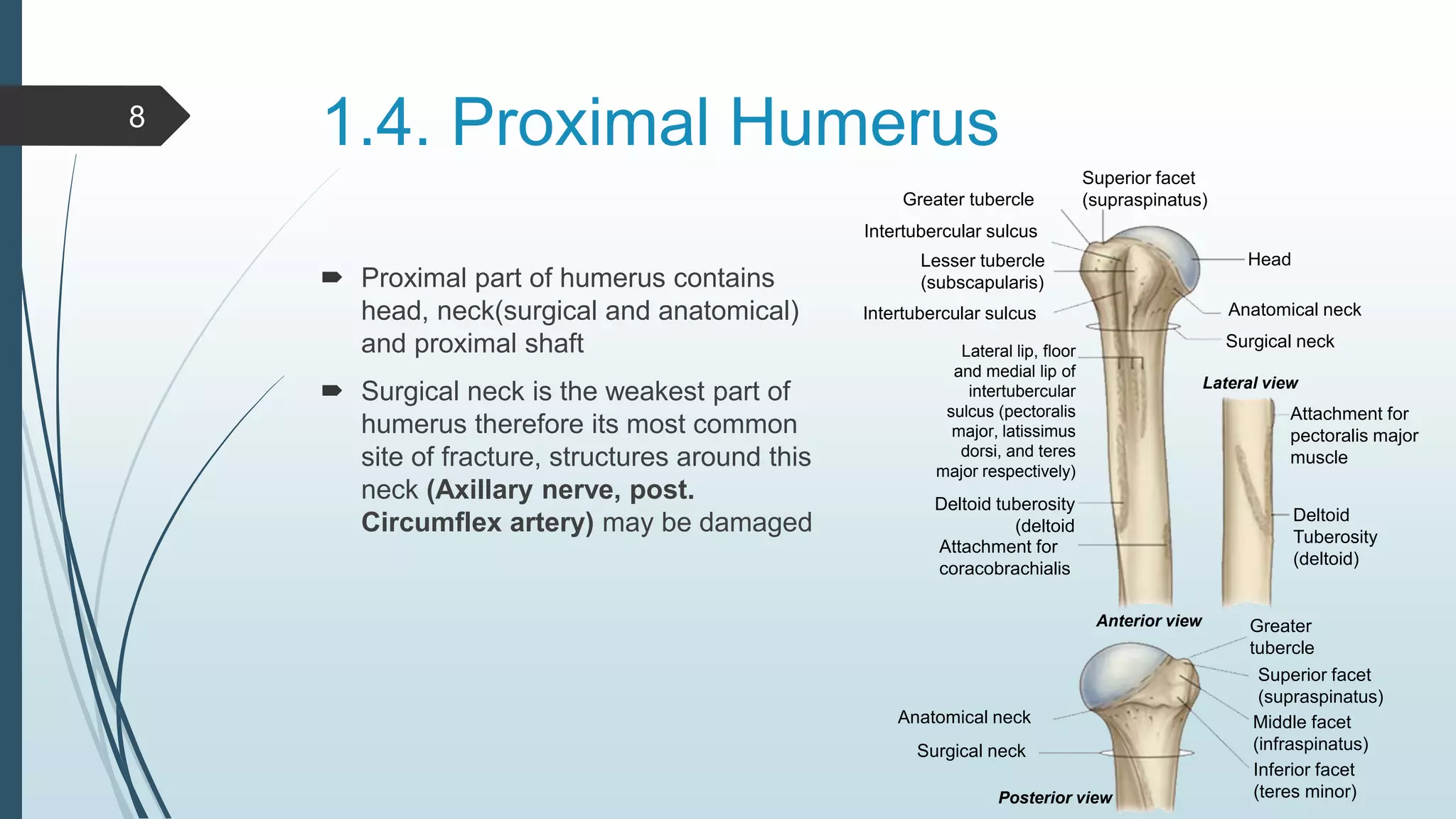 Anatomy of shoulder | PPTX