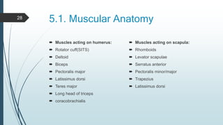 Anatomy of shoulder | PPTX