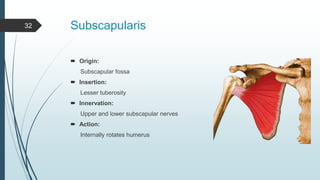 Anatomy of shoulder | PPTX