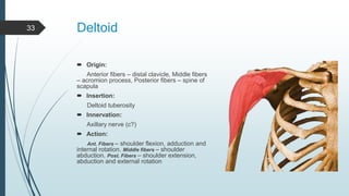 Anatomy of shoulder | PPTX
